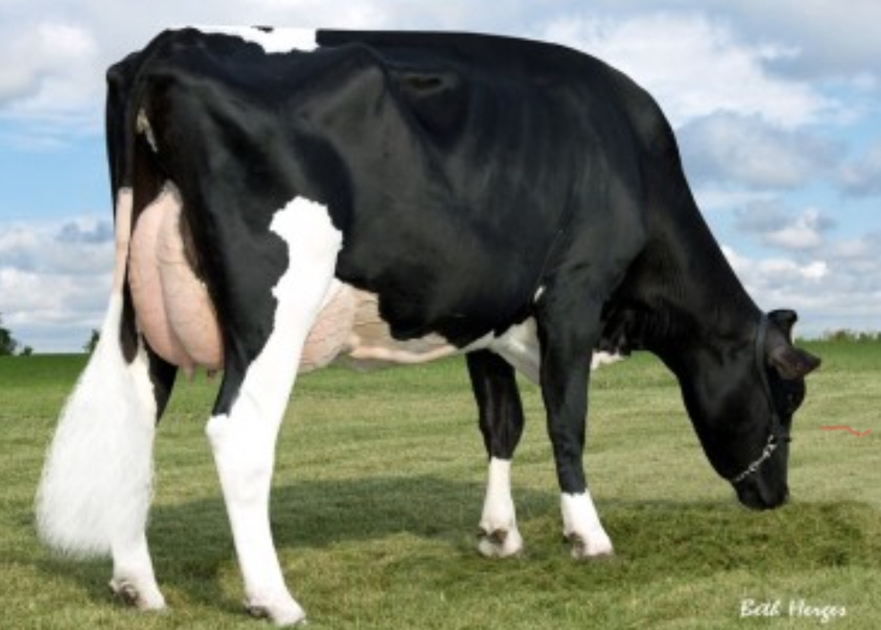 Vaars uit de Ronelee Outside Dabble, Megastar x Olympian rc x Epic 86 x ...