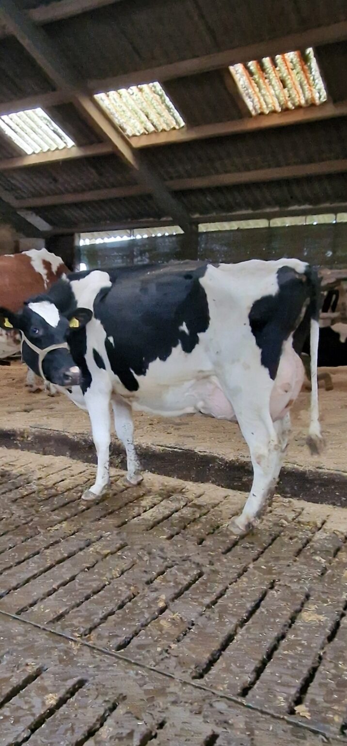 Te Koop 24 vaarzen en jonge koeien van stoppende veehouder. – Roelof Dekker